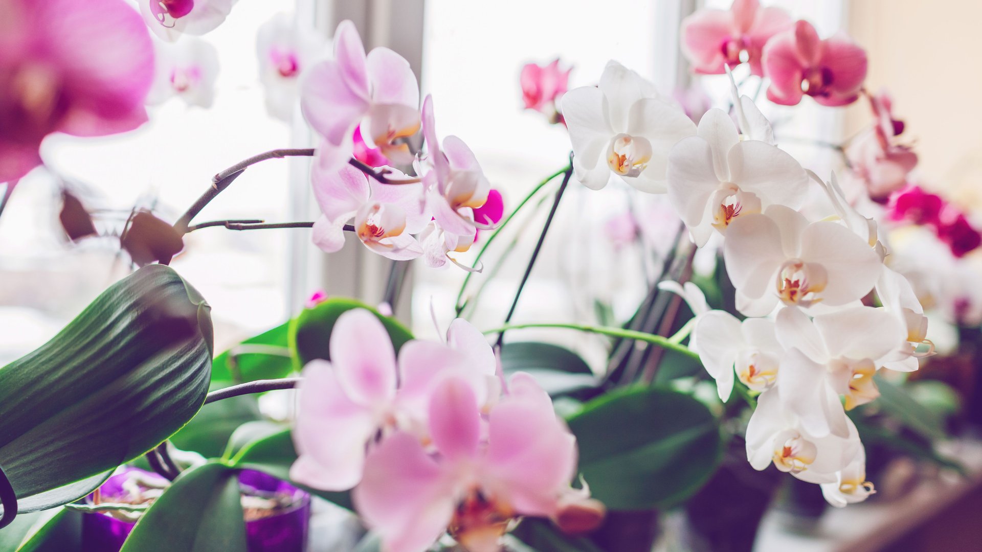 Wer seinen Orchideen zu mehr Blüten verhelfen will, sollte auf diese ...