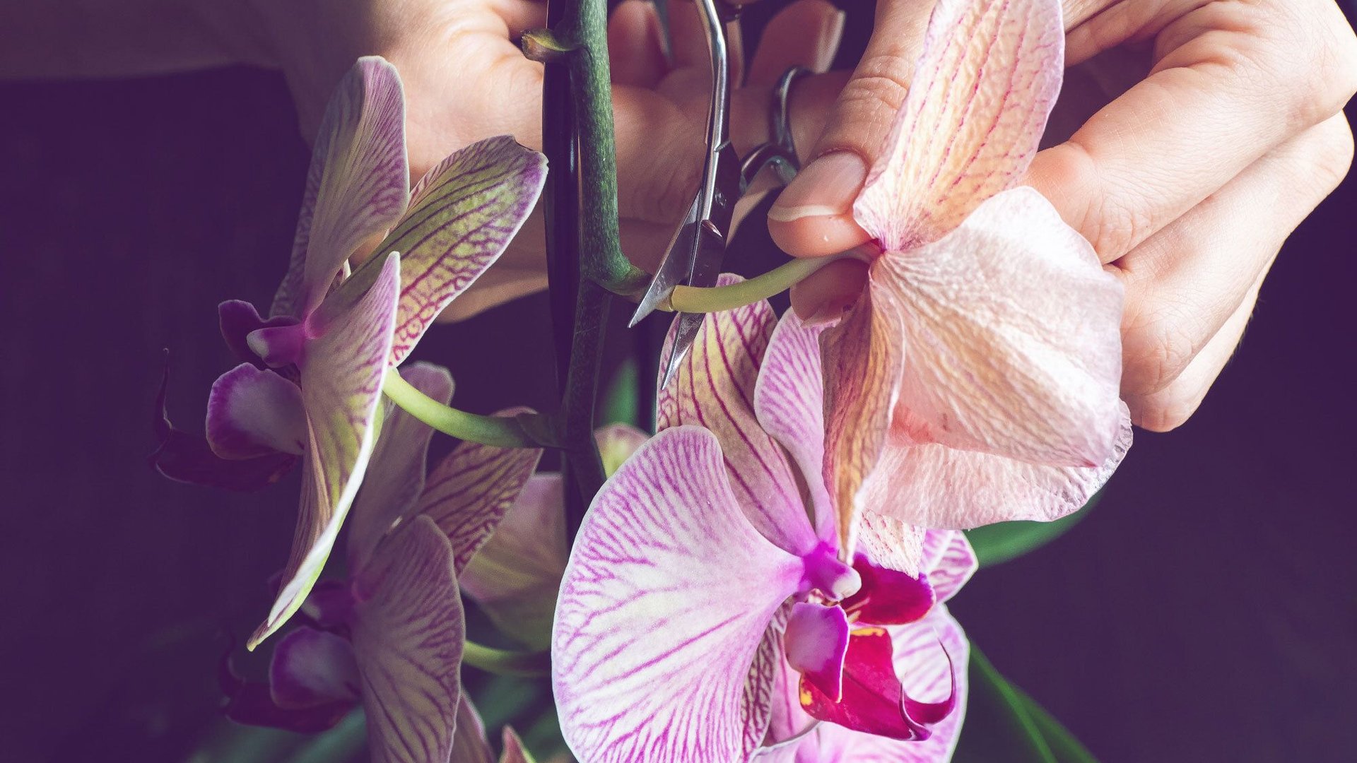 Elegantes Orchidee Schlaffe Blatter Abschneiden Ebenbild
