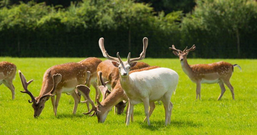 13 seltene Albino-Tiere, die unfassbar schön sind