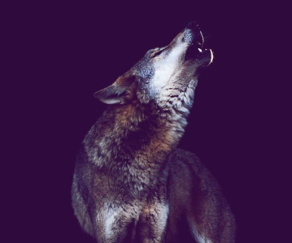 Organspende-Tattoo: So kannst du ein gutes Zeichen setzen