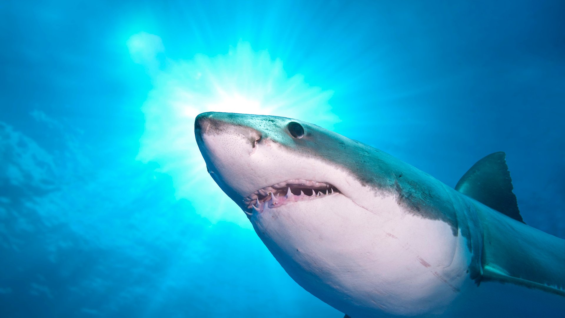 Was bedeutet es, wenn du von einem Hai träumst?