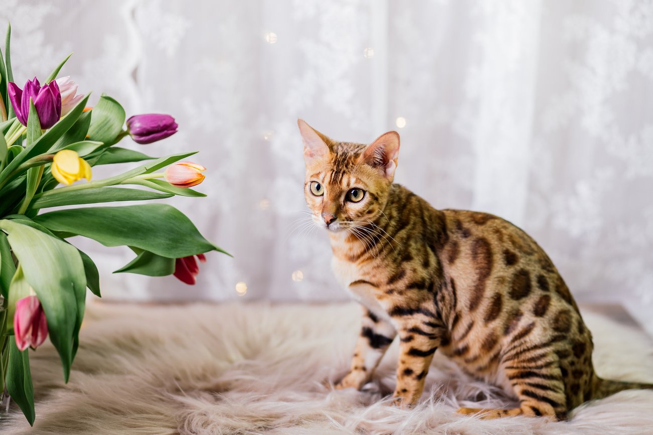 Bengal Katzen Fur Allergiker