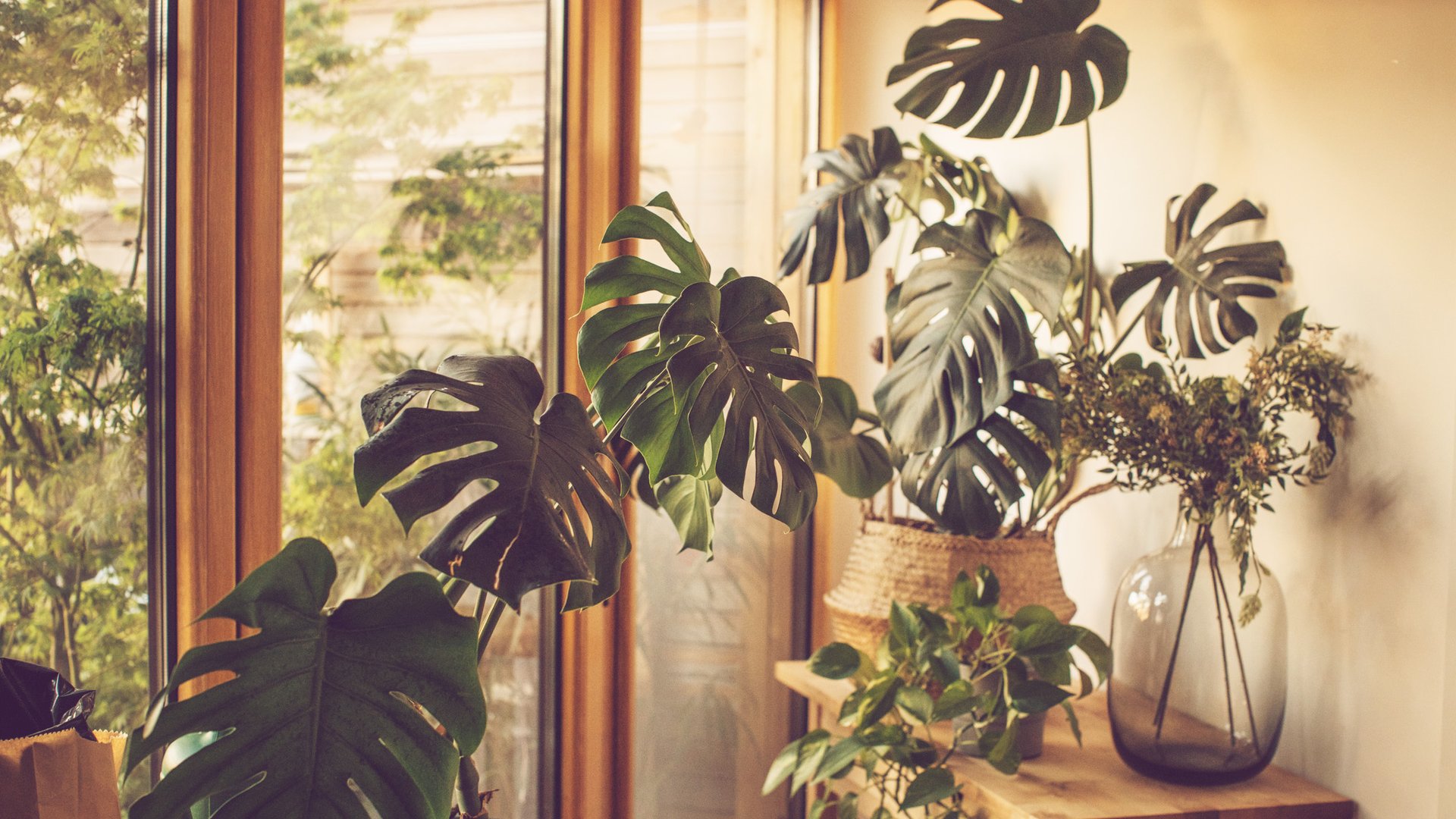 Monstera Pflege: Tipps für den Zimmerpflanzen-Klassiker
