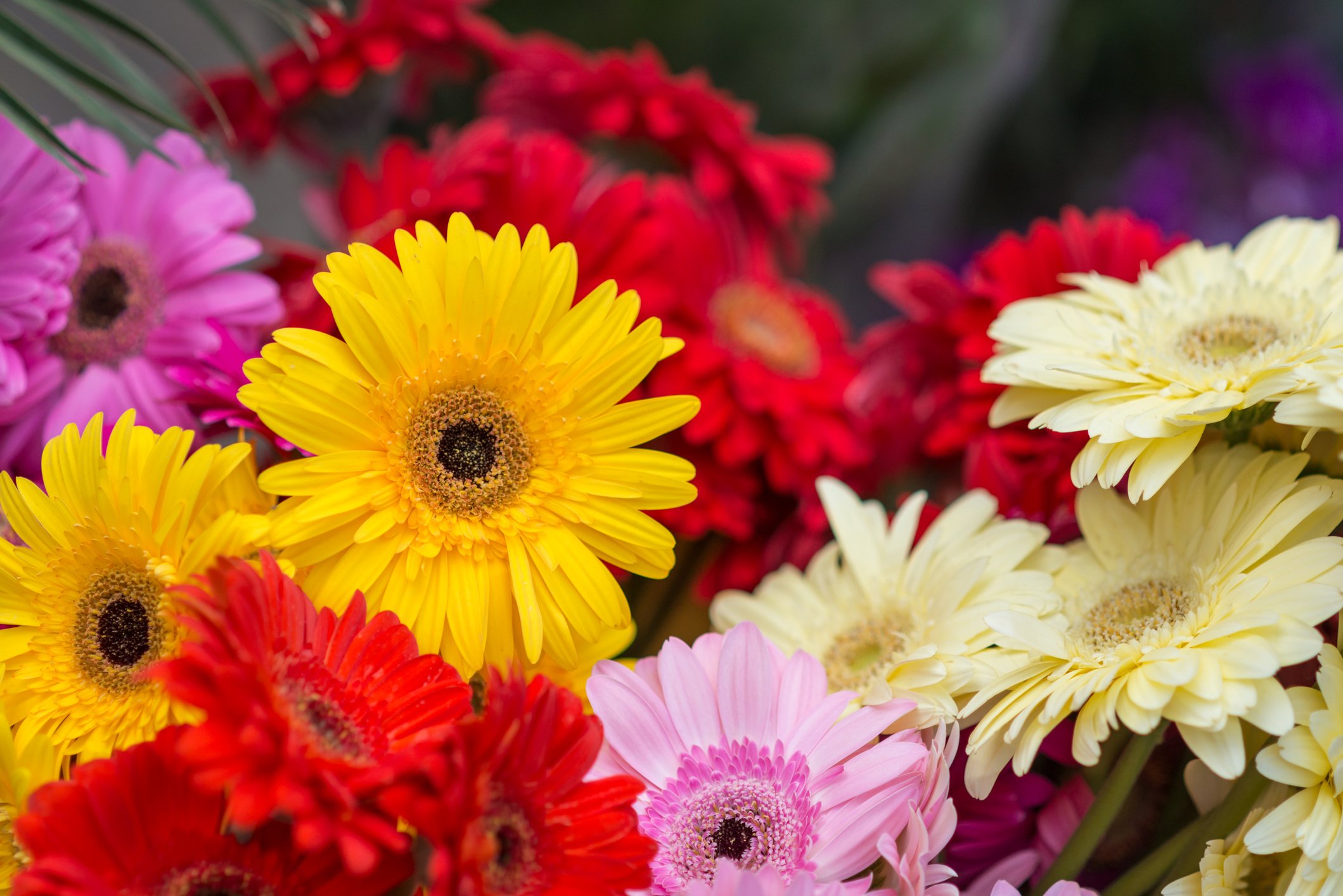 Bedeutung Gerbera: Diese Symbolik haben die schönen Korbblütler