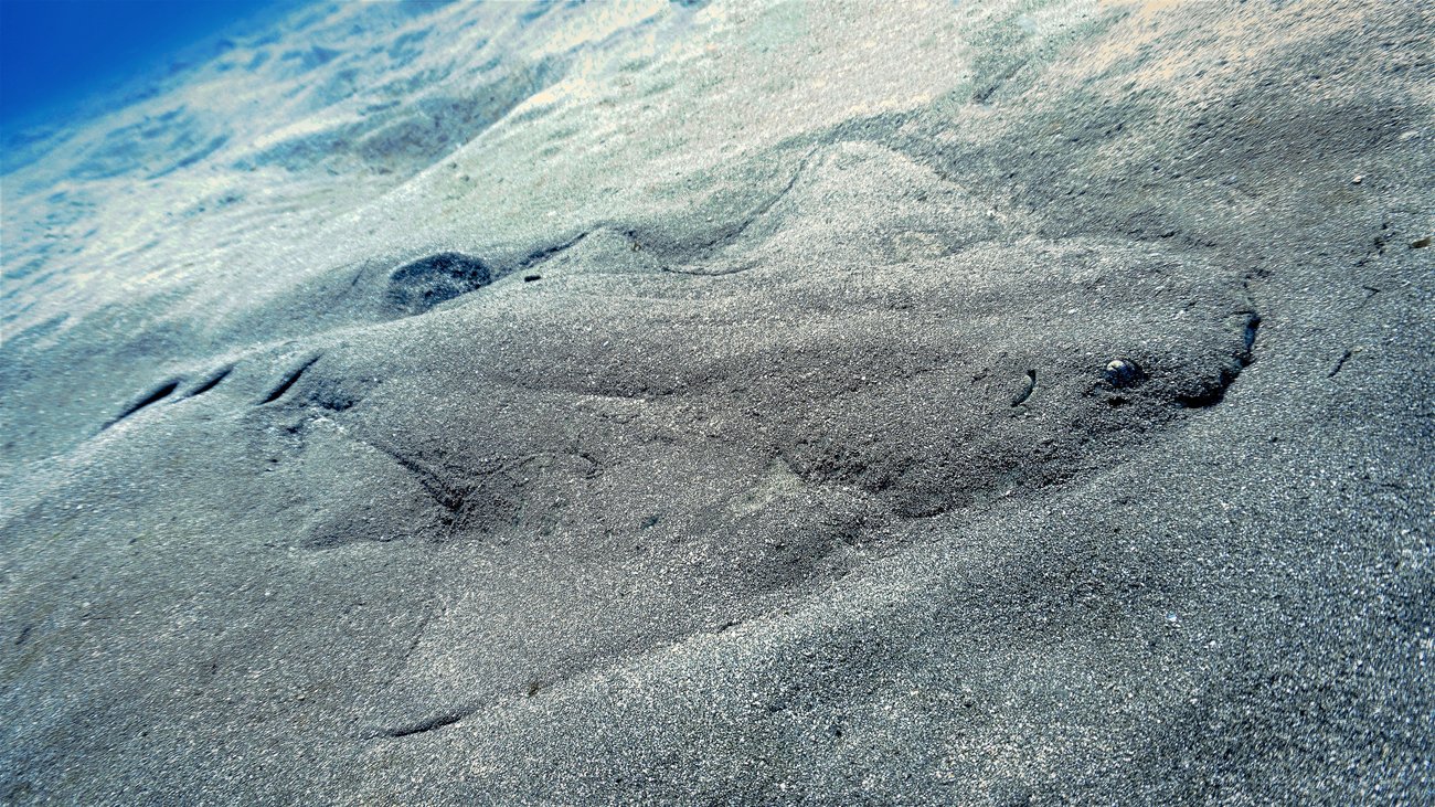 Gibt es auf Fuerteventura Haie? Das sollten Touristen wissen