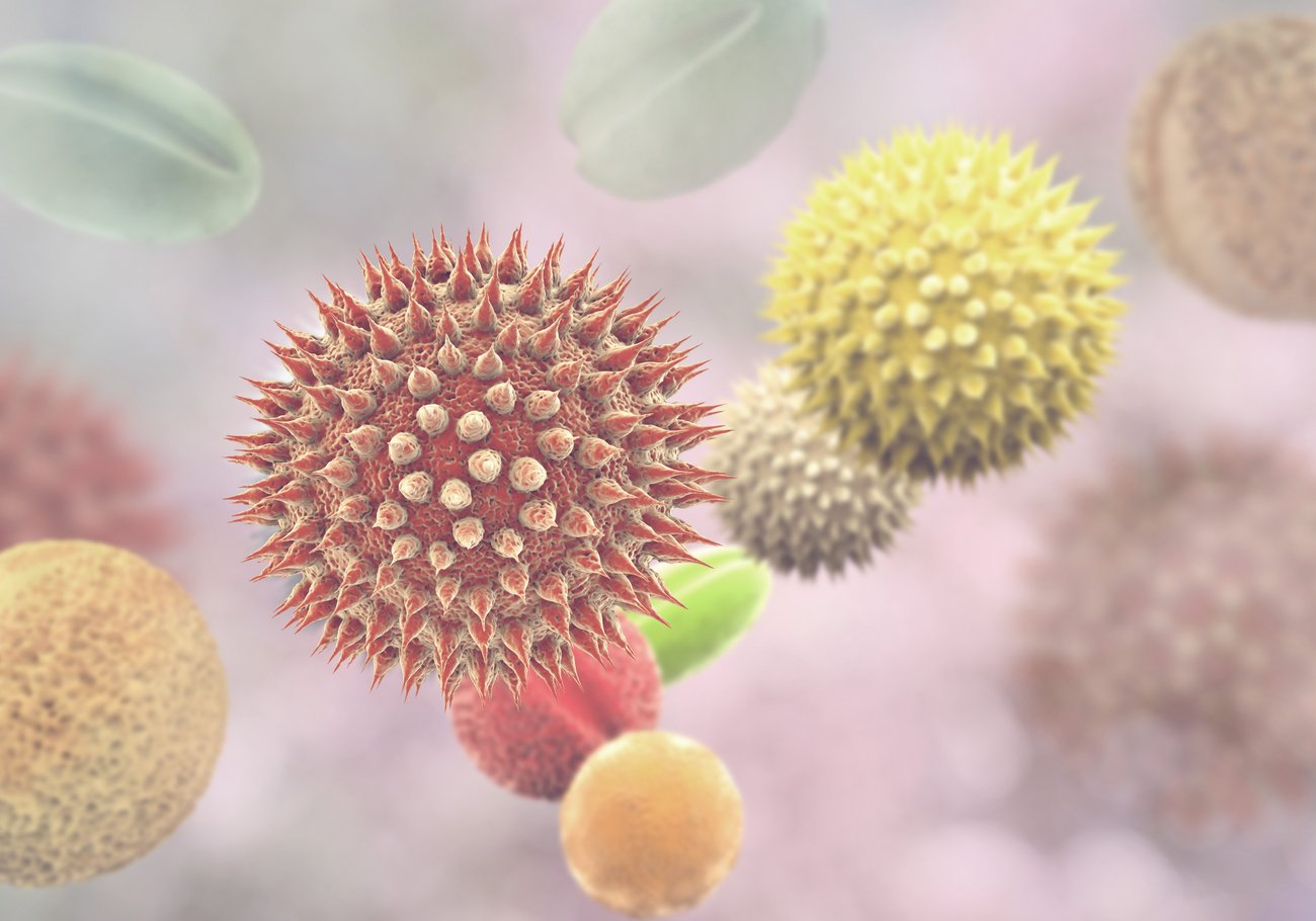 Nach Monaten: Dieser Pollenflug erwartet dich jetzt