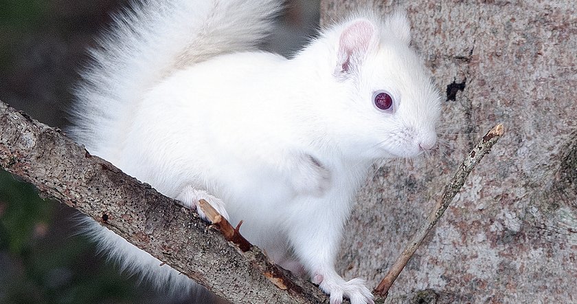 13 seltene Albino-Tiere, die unfassbar schön sind