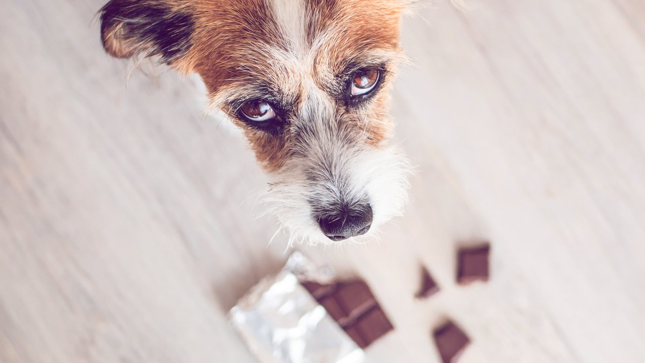 Giftig: Diese Lebensmittel für Menschen darfst du deinem Hund nie füttern!