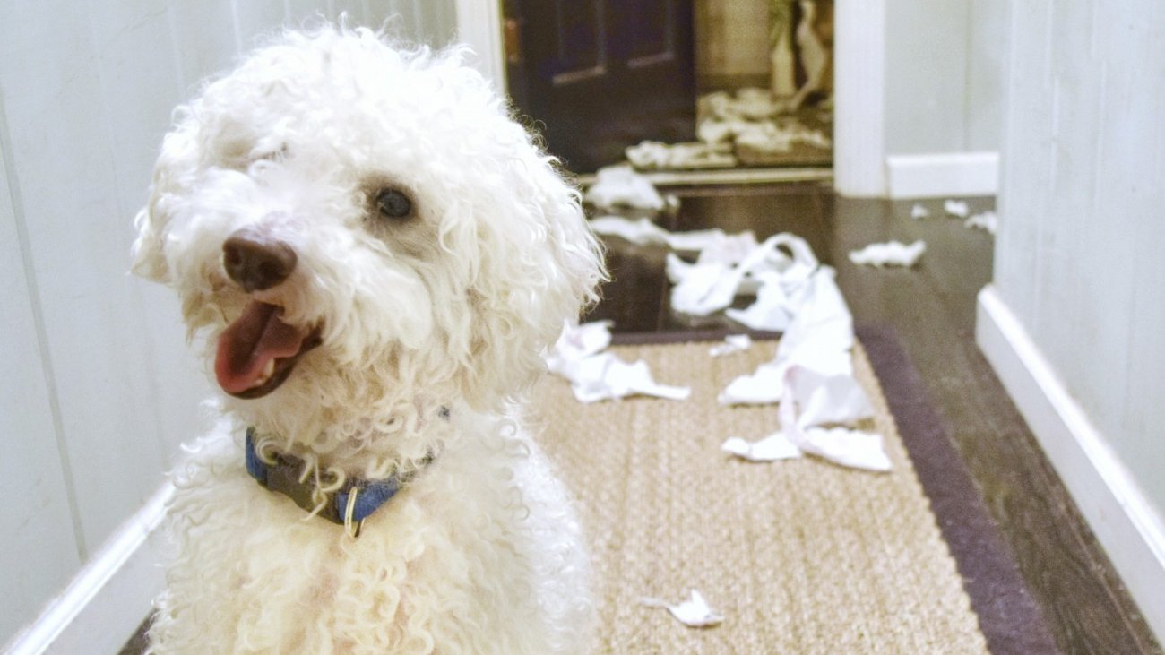 Dog-Shaming: Wenn Hunde mal Mist bauen...