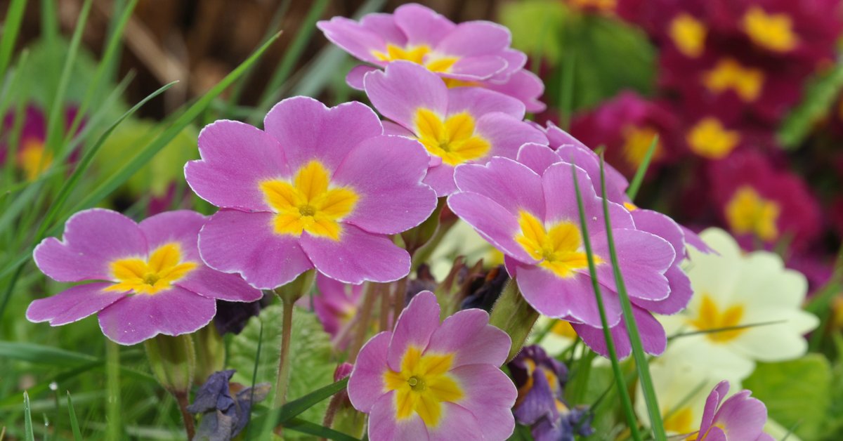 Primel Bedeutung: Wofür steht sie in der Blumensprache? Primel Bedeutung: Wofür steht sie in der Blumensprache?