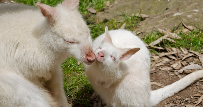 13 seltene Albino-Tiere, die unfassbar schön sind