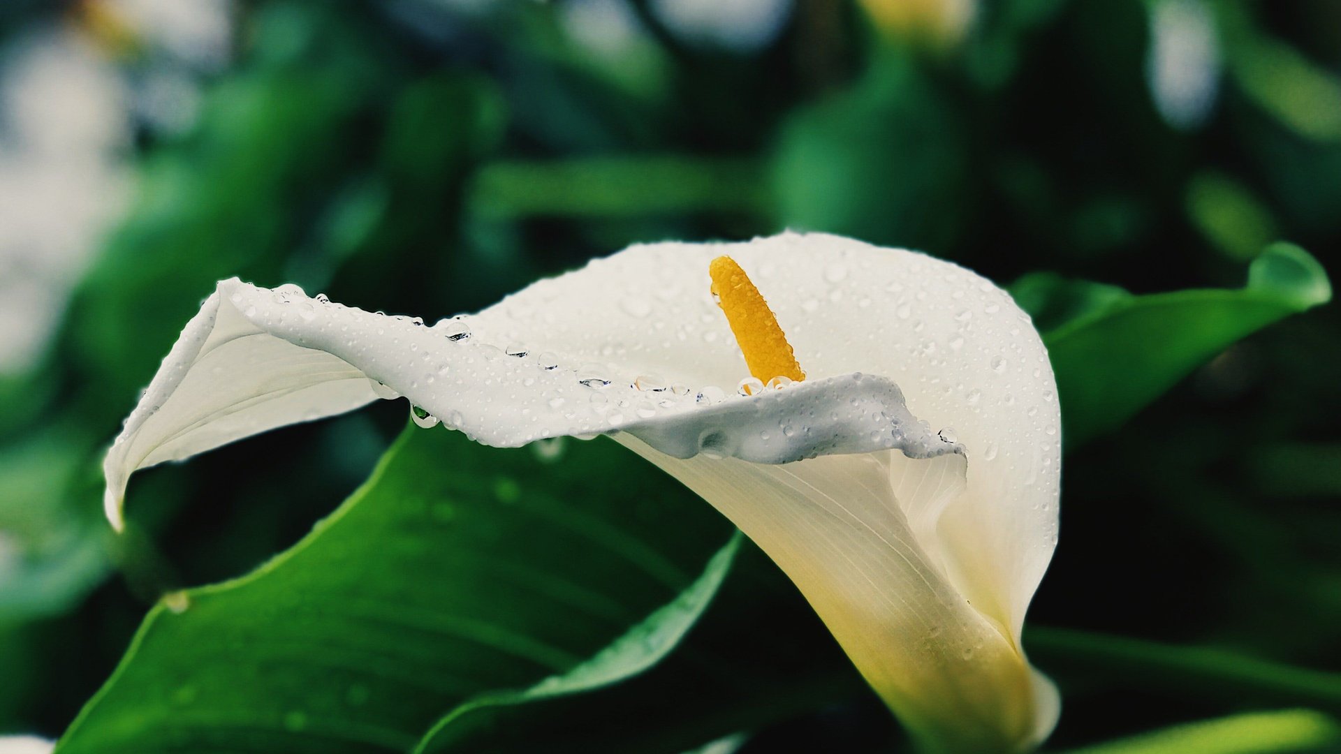 Weisse Calla Bedeutung