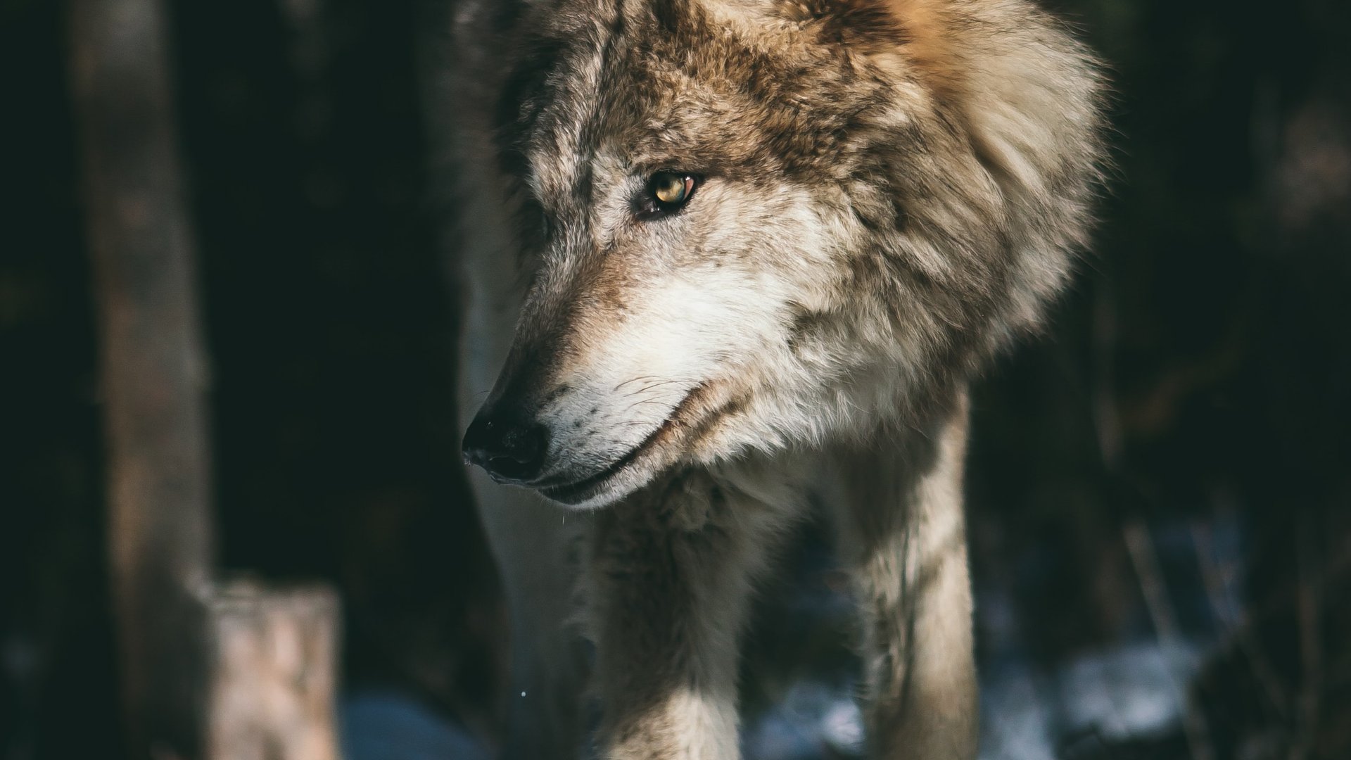 Traumdeutung Wolf: Wofür steht ein Traum vom Raubtier?