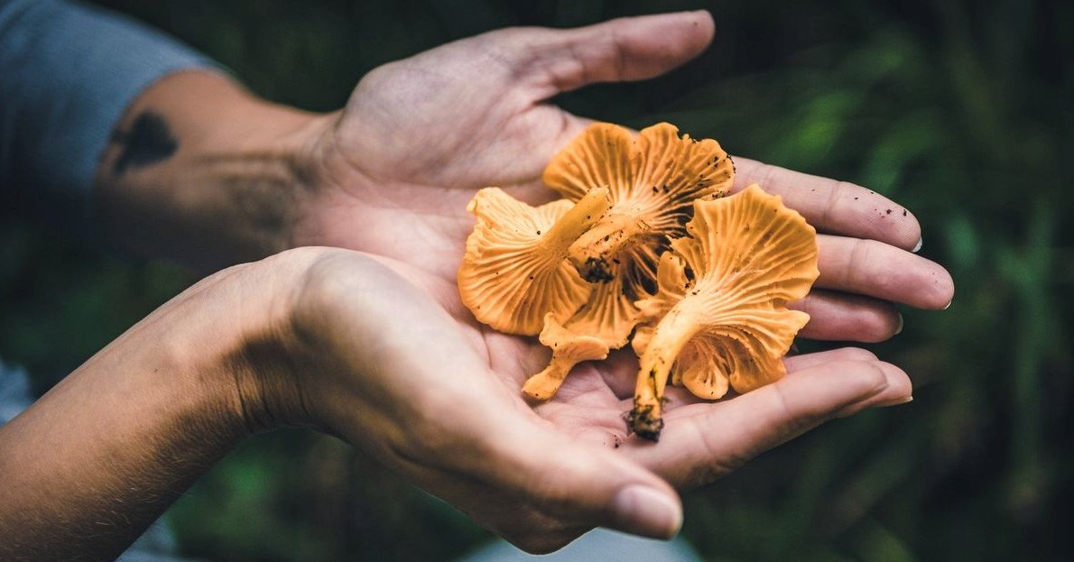 Aromatischer Edelpilz: Wie gesund sind Pfifferlinge