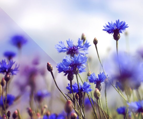 Organspende-Tattoo: So kannst du ein gutes Zeichen setzen