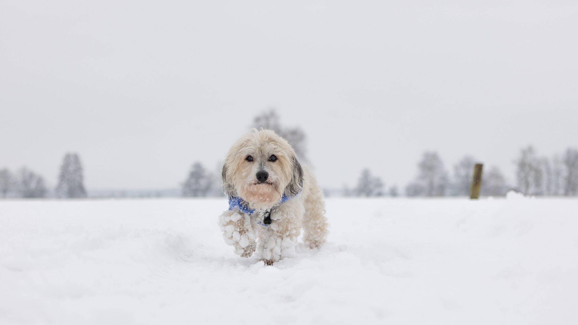 Schne Hund Erkltet Wann Zum Arzt Fotos