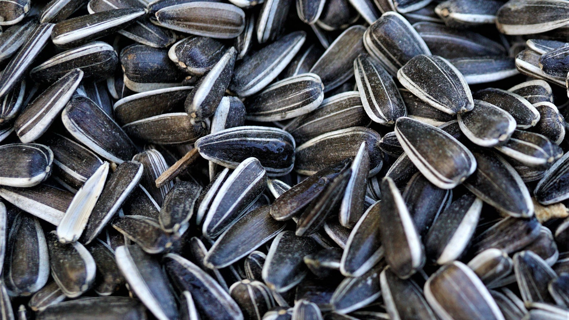 Seal todne wala video sex