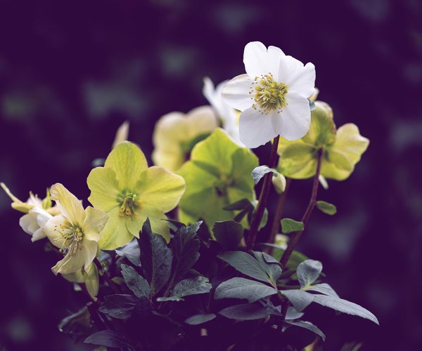 Pfingsten: Die bekanntesten Symbole und Bräuche für den Feiertag