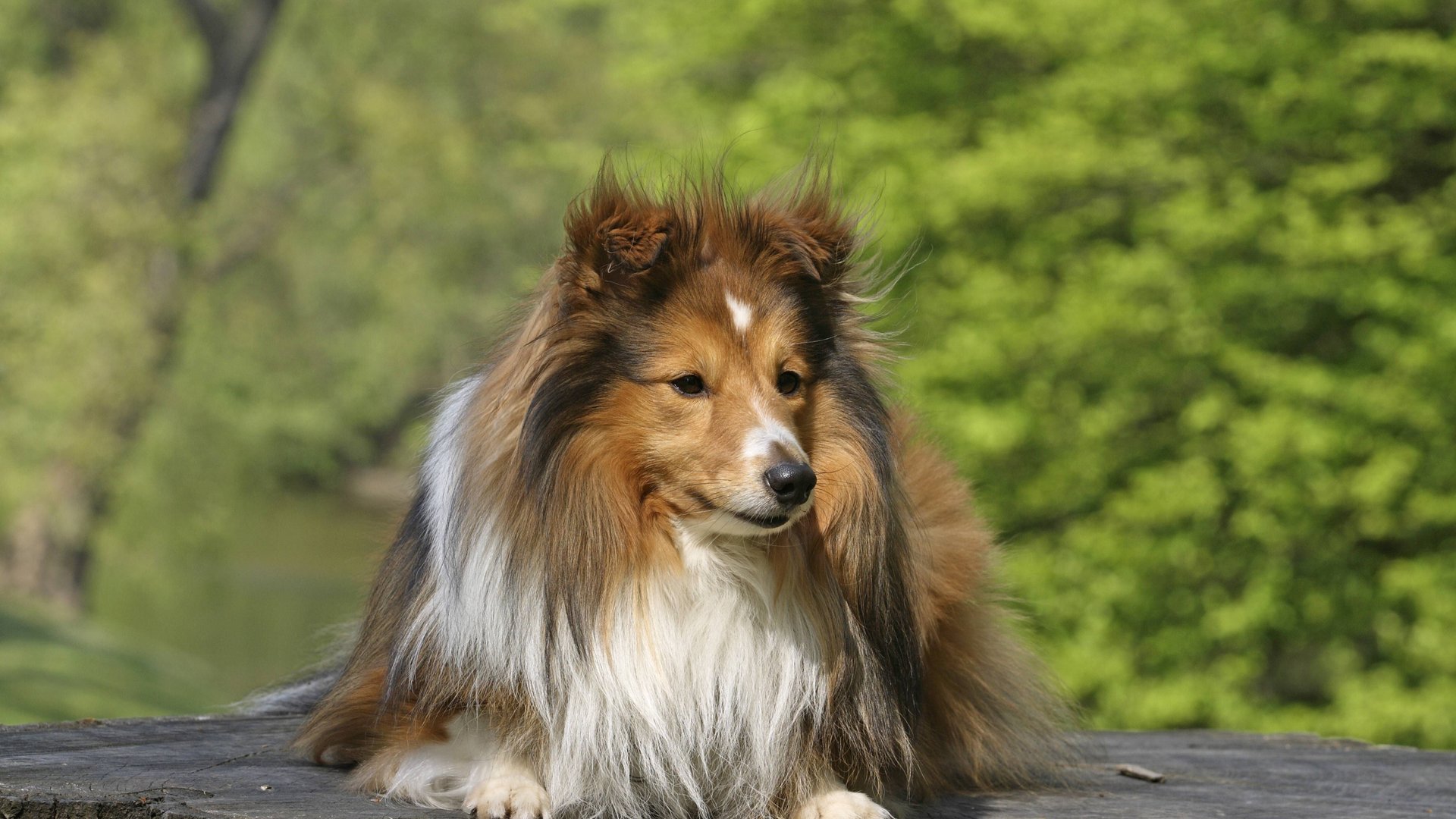 Immer einsammeln! Das passiert wirklich, wenn Hundehaufen liegen bleiben