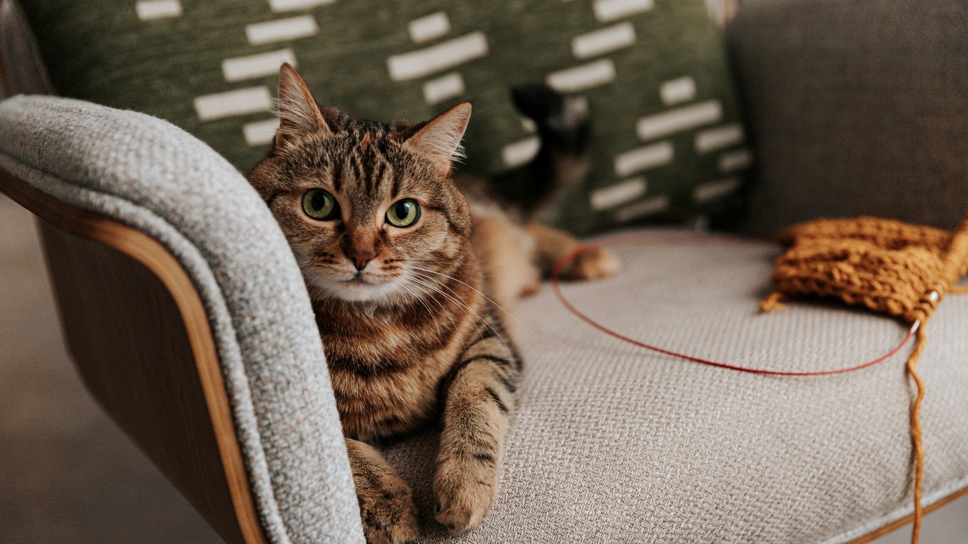 Fressnapf-Hit: Dieses Kratzbrett lieben besonders lebhafte Katzen
