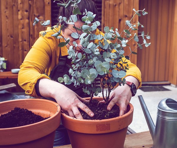 Primel Bedeutung: Wofür steht sie in der Blumensprache? Primel Bedeutung: Wofür steht sie in der Blumensprache?