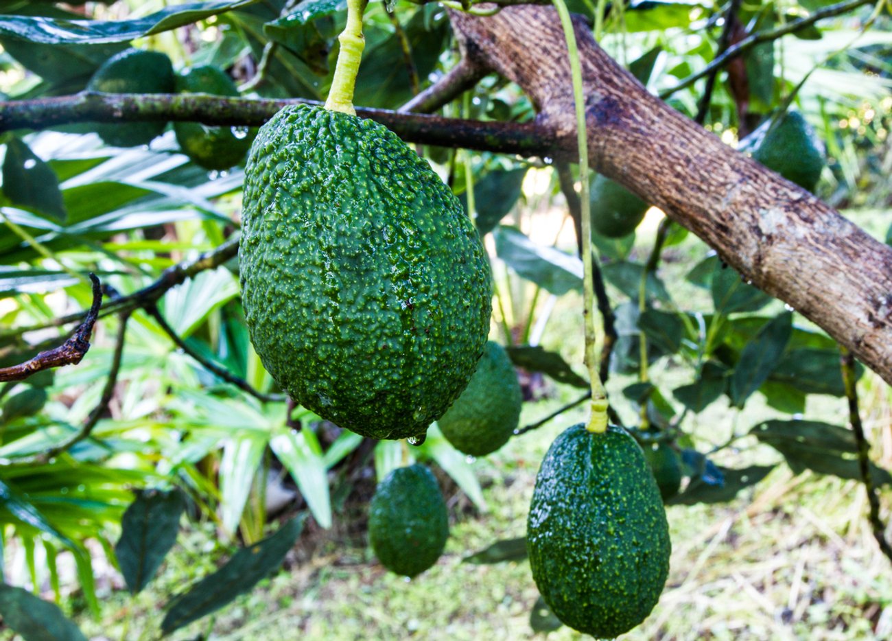 Wie isst man Avocado? – 3 Varianten